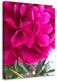 Obraz na plátně Pivoňka květ růžová příroda - 40x60 cm