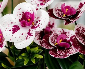 umělá květina, orchidej Phalaenopsis, sada 2 ks, výška 38 cm, plast,  bílá/vínová, Dekorino UK20260030