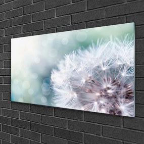 Obraz na skle Pampeliška Rostlina 100x50 cm
