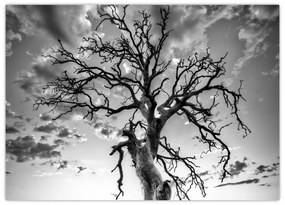 Obraz - Černobílý strom (70x50 cm)