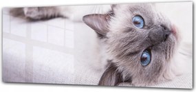 grafika sklo skleněný obraz 137x55 kočka