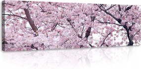Obraz 145x45 Kvetoucí třešně sakura jaro růžové bílé květy příroda