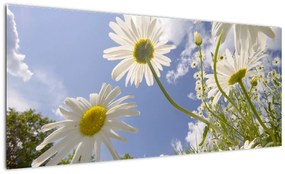 Obraz - kopretiny na jaře (100x40cm)