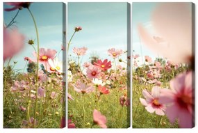 Vícedílný obraz Kosmos Květiny V Zahradě Nedostatek Nedostatek Plátno Canvas 180x120