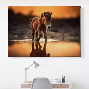 Obraz na plátně - Malý koník odvážně prochází louži, hříbě na výletě FeelHappy.cz Velikost obrazu: 120 x 80 cm