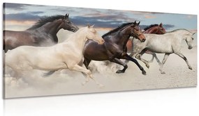 Obraz stádo koní - 120x60 cm