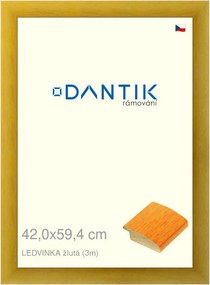 DANTIK rámeček 42x59,4 | LEDVINKA žlutá (Plexi Čiré)