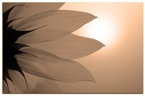 Obraz na plátně - Slunečnice květ 1201FA (75x50 cm)