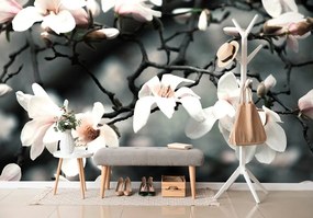 Samolepící fototapeta probouzející se magnolie - 300x200 cm