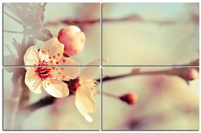 Obraz na plátně - Květ třešně 158D (150x100 cm)
