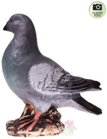 Domácí holub šeďák Břéťa