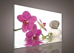 Obraz na plátně orchidej 100 x 75 cm
