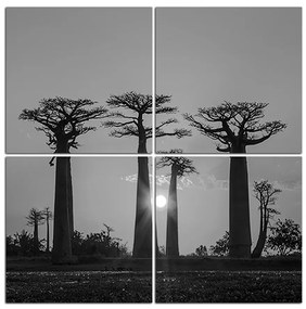 Obraz na plátně - Baobaby při západu slunce - čtverec. 305ČD (100x100 cm)