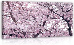 Obraz 115x55 Kvetoucí třešně sakura jaro růžové bílé květy příroda