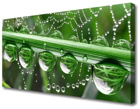 Obraz na plátně Pavučina Kapka Rostlina 140x70 cm