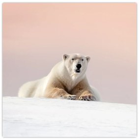 Obraz - Lední medvěd (30x30 cm)