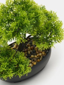 Sinsay - Dekorační rostlina bonsai v květináči - zelená