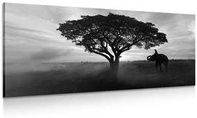 Obraz slon při východu slunce v černobílém provedení Varianta: 120x60