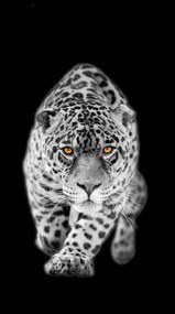 Foto závěs  Leopard, 140x245cm