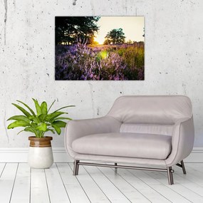 Skleněný obraz pole levandulí (70x50 cm)