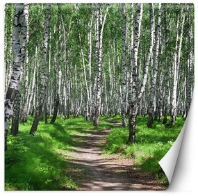 Fototapeta, Březový les stromy příroda - 100x100 cm