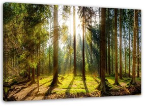 Gario Obraz na plátně Paprsky ve slunném lese Rozměry: 60 x 40 cm
