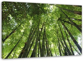 Gario Obraz na plátně Bambusový les Rozměry: 60 x 40 cm