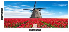 Fototapeta Větrný mlýn tulipány 104x70