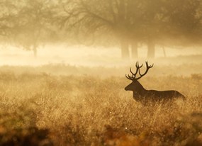 Malvis Tapeta Jelen ve zlatě Vel. (šířka x výška): 432 x 290 cm