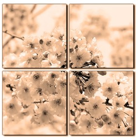 Obraz na plátně - Třešňový květ - čtverec 3279FE (60x60 cm)