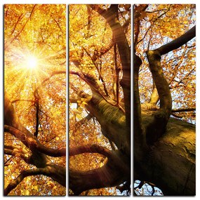 Obraz na plátně - Slunce přes větve stromu - čtverec 3240B (75x75 cm)