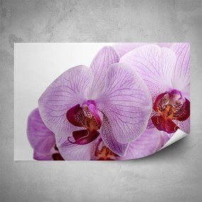 Plakát - Detail orchideje (60x40 cm) - PopyDesign