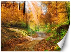 Fototapeta, Podzimní lesní příroda - 350x245 cm
