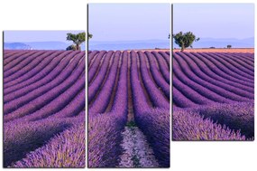 Obraz na plátně - Levandulové pole v létě 1234D (135x90 cm)