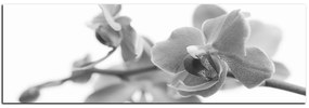 Obraz na plátně - Orchidej květ izolována na bílém pozadí - panoráma 5222QA (120x45 cm)