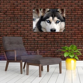 Skleněný obraz psa husky (70x50 cm)