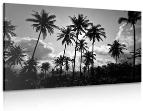 Obraz kokosové palmy na pláži v černobílém provedení
