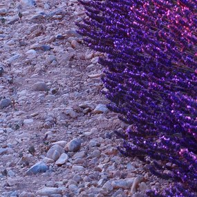 Malvis Tapeta Večerní levandulové pole Vel. (šířka x výška): 144 x 105 cm