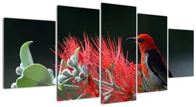 Obraz ptáků - červená