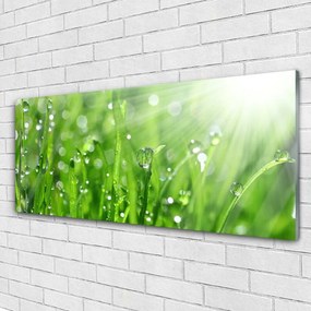 Plexisklo-obraz Příroda Tráva Kapky 125x50 cm