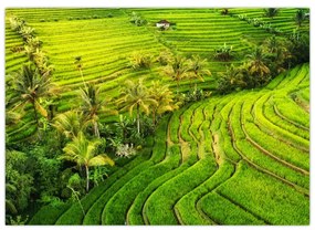 Obraz - Rýžové terasy (70x50 cm)