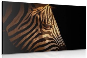 Obraz portrét zebry - 120x80 cm