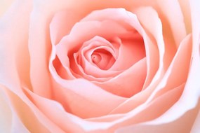 Vícedílný obraz Pastelová Růže Na 3D Makro Měřítku Nedostatek Nedostatek Plátno Canvas 180x120