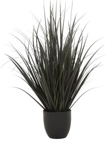 Černá ozdobná tráva v květináči 75cm