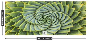 Fototapeta Aloe Symmetry 104x70