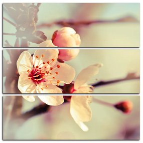 Obraz na plátně - Květ třešně - čtverec 358D (105x105 cm)