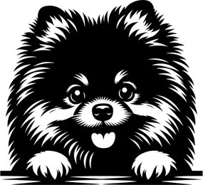 Samolepka pes Pomeranian (německý trpasličí špic)