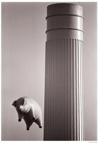 Plakát, Obraz - Pink Floyd - Animals – Inflatable pig 1976, (59.4 x 84 cm)