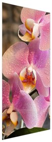 Fototapeta na dveře - orchideje (95x205cm)