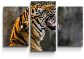 Sablio Obraz - 3-dílný Řvoucí tygr - 75x50 cm